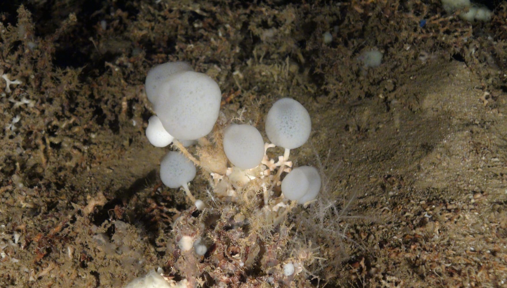 Oceana Discovers New Glass Sponge Species in the Mediterranean - Oceana USA Oceana Discovers New Glass Sponge Species in the Mediterranean - Oceana USA