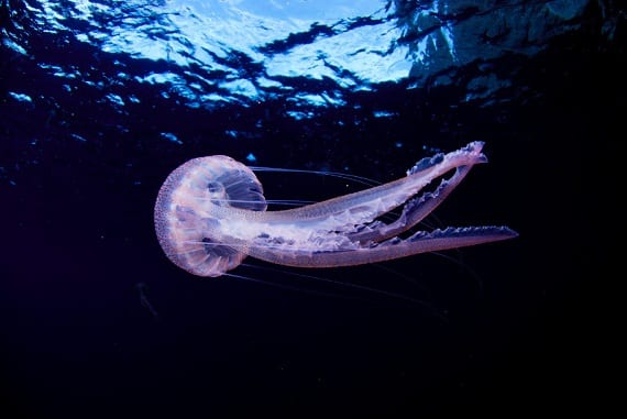 Scientists Launch World’s First Jellyfish Database - Oceana USA Scientists Launch World’s First Jellyfish Database - Oceana USA